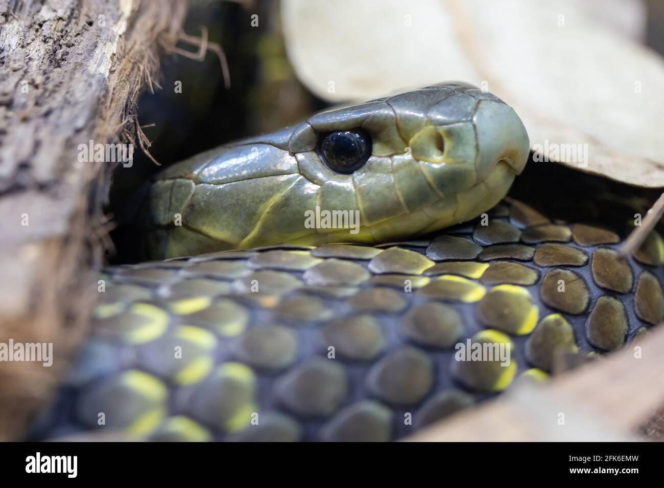 Tiger snake australia hi-res stock photography and images - Alamy