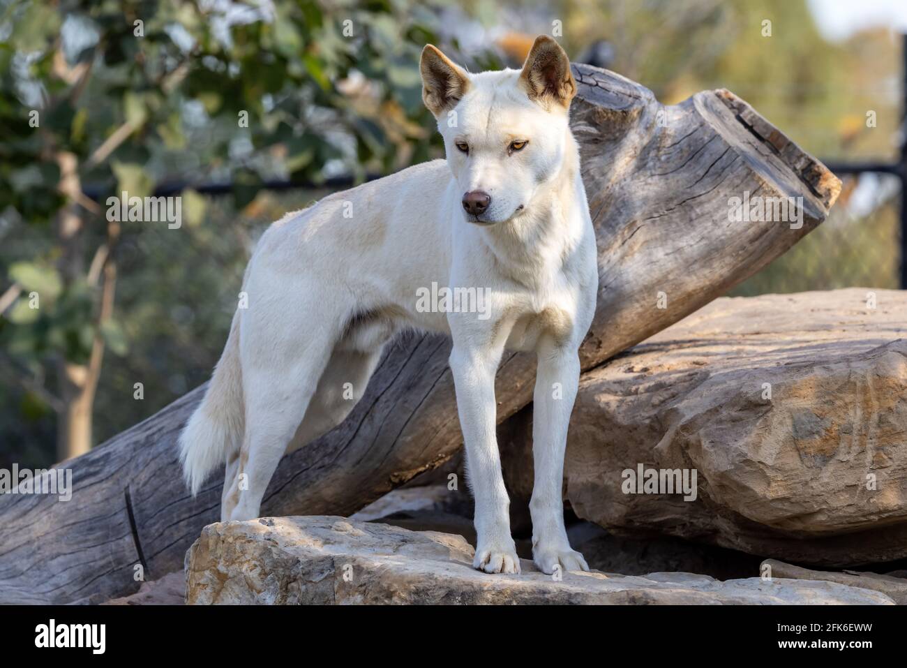 Captive Alpine Dingo in Australian Zoo Stock Photo - Alamy