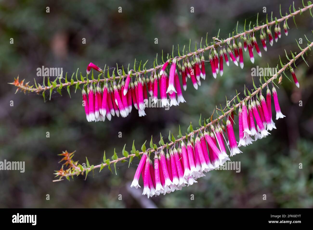 Fuchsia Heath plant in flower Stock Photo - Alamy