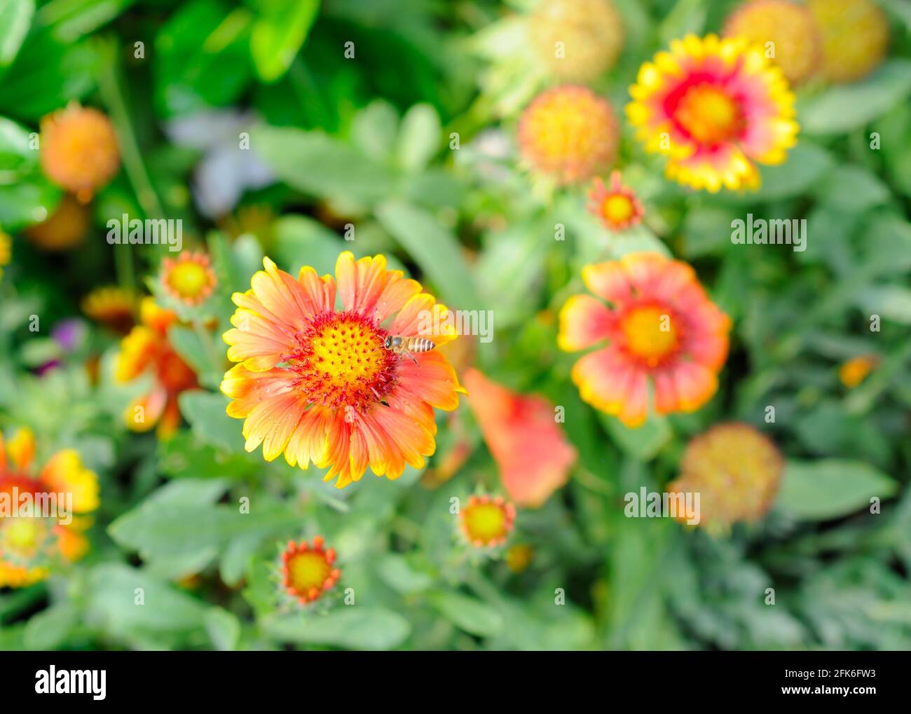 Watery orange hi-res stock photography and images - Alamy