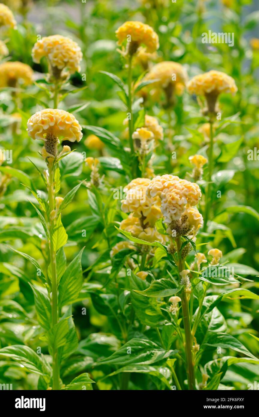 Blooming Yellow Cockscomb Flowers Stock Photo - Alamy
