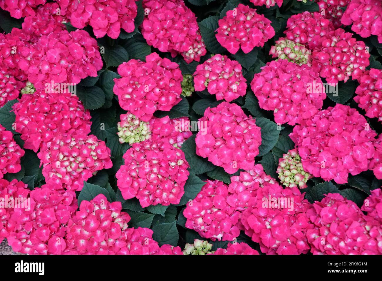 Beautiful bright pink flowers hi-res stock photography and images - Alamy
