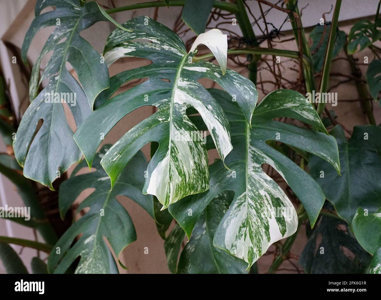 Beautiful variegated leaves of Monstera Deliciosa Albo tropical plant ...