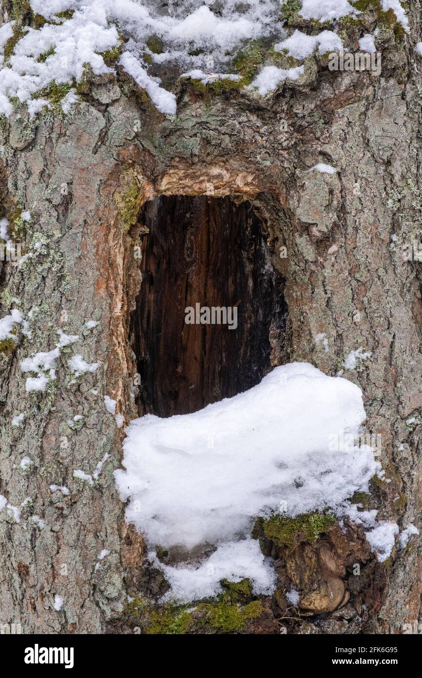 A large hollow in a thick tree trunk covered with white snow Stock ...