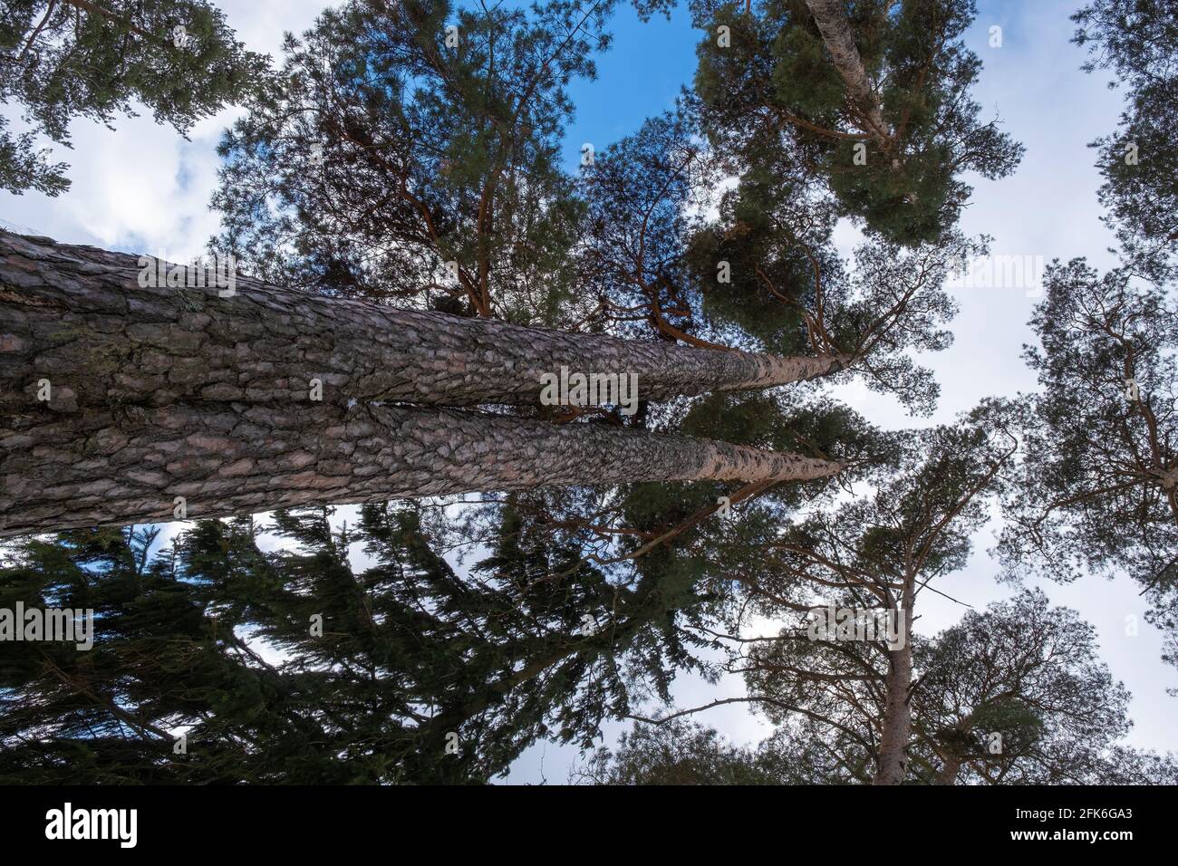 Straight trunks hi-res stock photography and images - Alamy