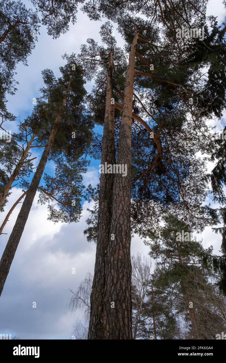 Straight trunks hi-res stock photography and images - Alamy