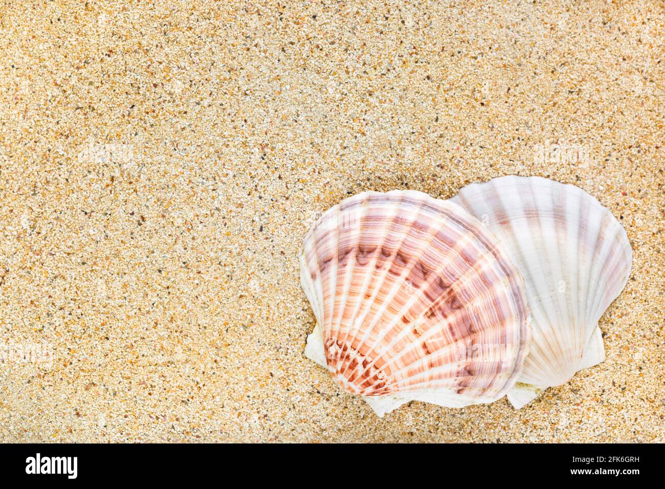 Closeup of beautiful Scallop seashells on sand background with ...