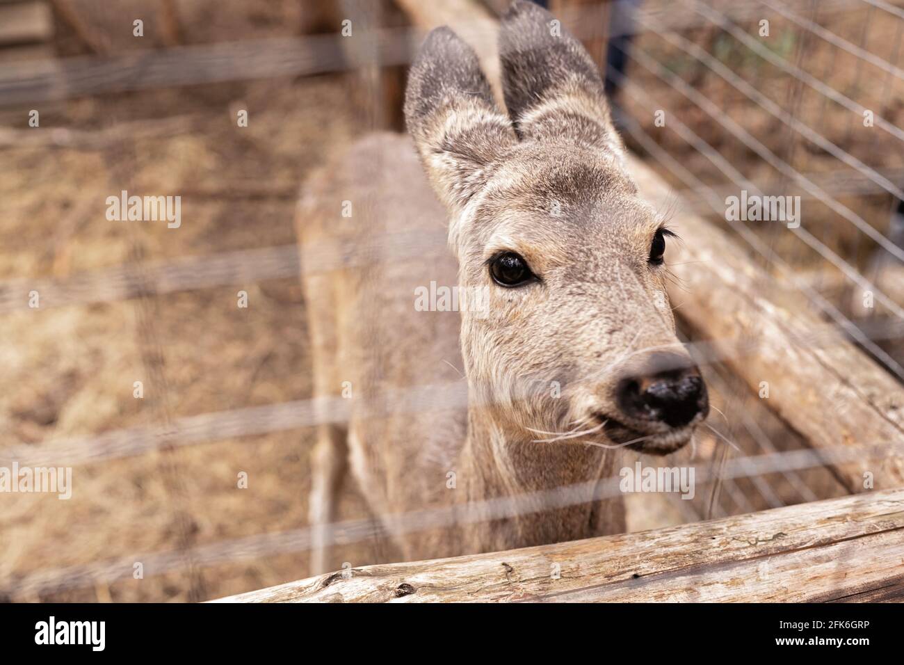 Animal being treated hi-res stock photography and images - Alamy