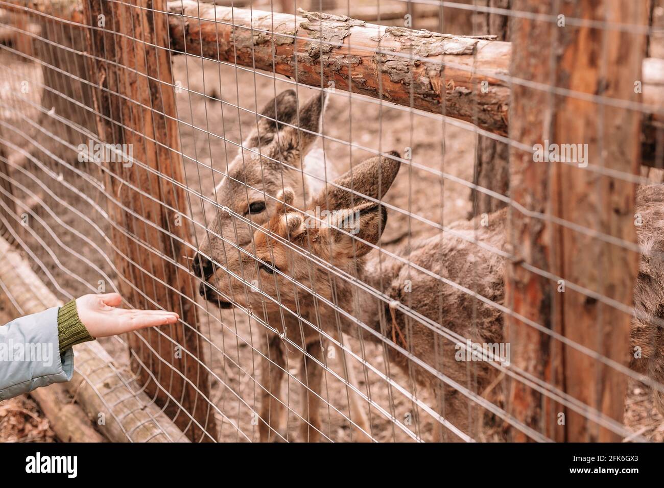 Human hand and two roe deer. They look through the fence. Wild animals ...