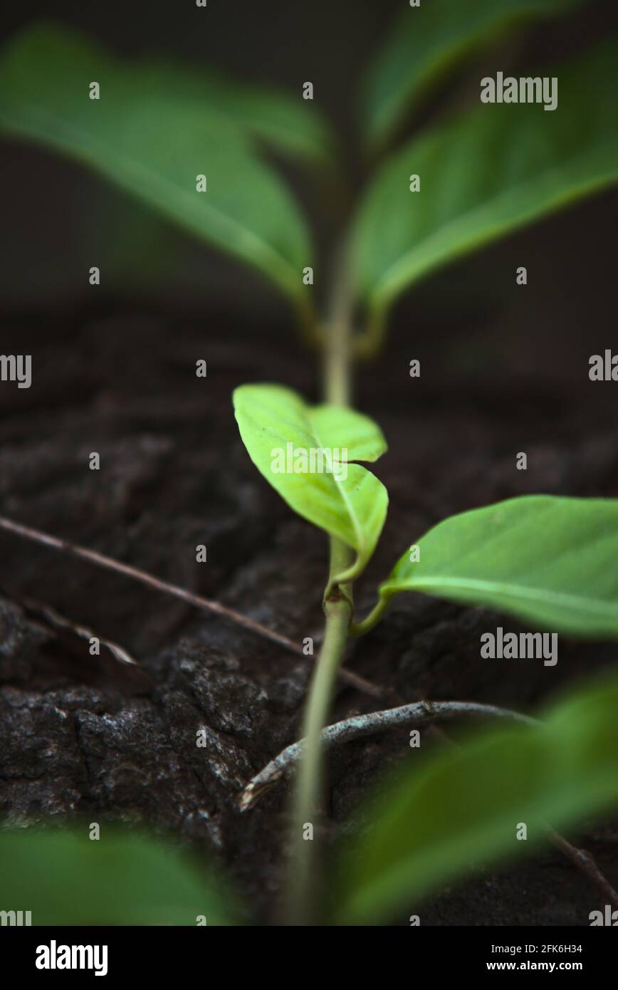 Vine crawling over a fallen log Stock Photo - Alamy
