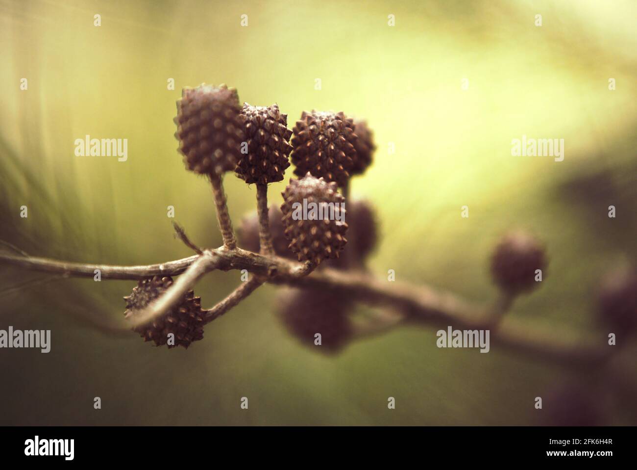 Seed pods on a tree hi-res stock photography and images - Alamy