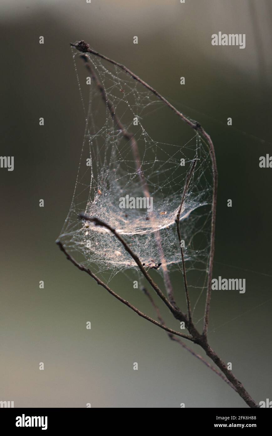 Spider web in a small tree branch by water Stock Photo - Alamy