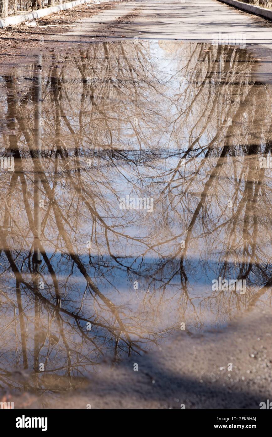 Birch trees in puddle hi-res stock photography and images - Alamy
