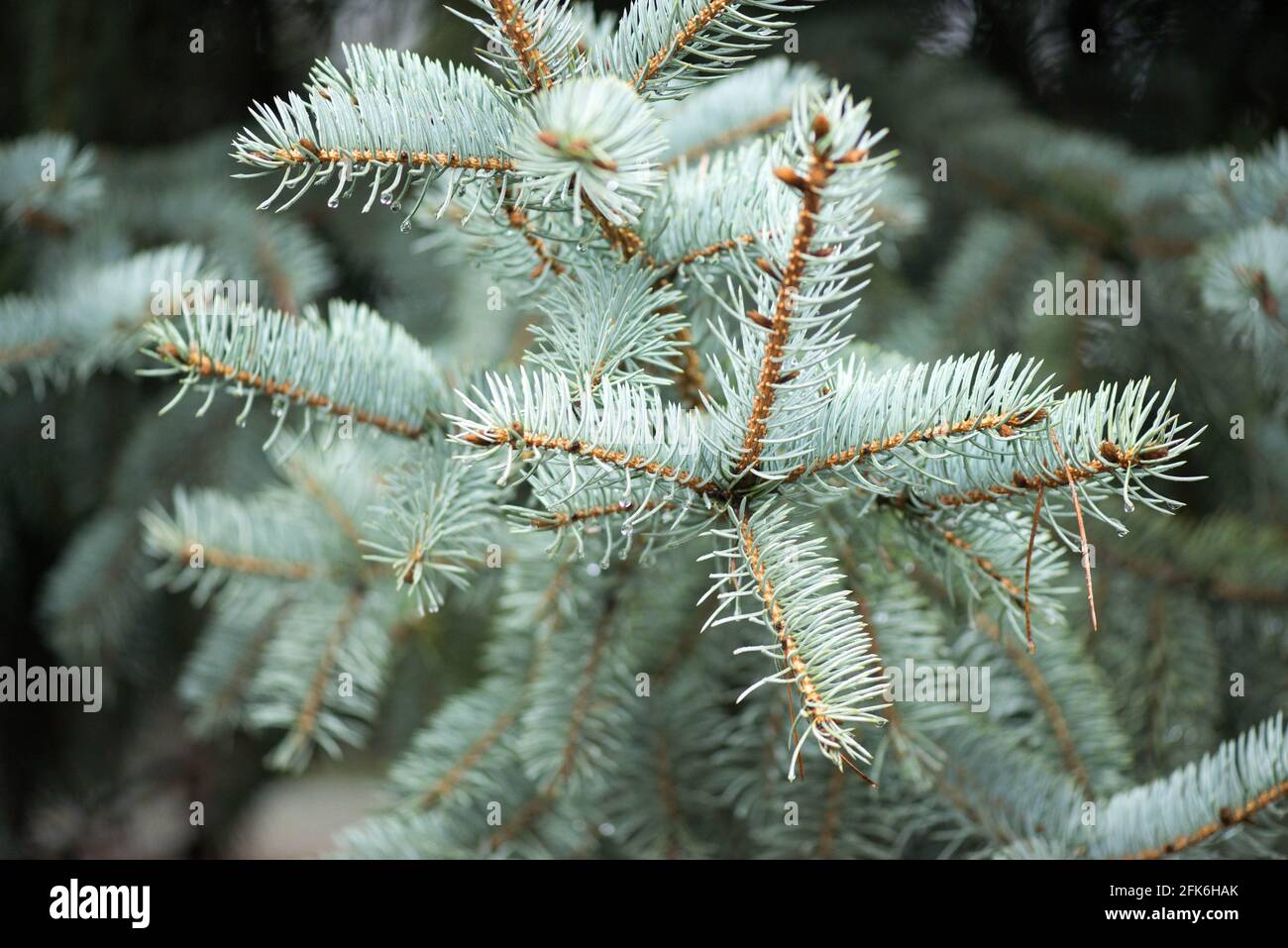 beautiful blue spruce twigs in the park Stock Photo - Alamy