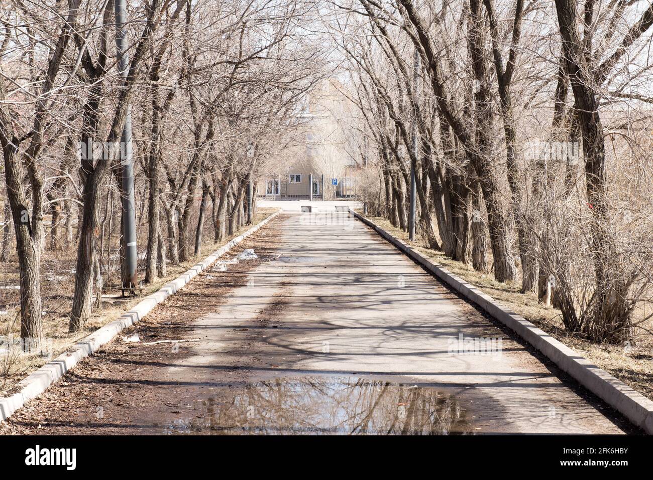 symmetrical alley with trees in spring Stock Photo - Alamy
