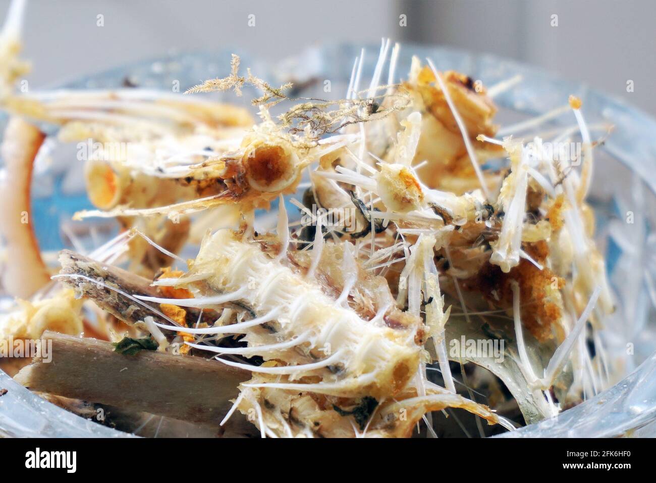 A small pile of fish bones and leftover food in close-up. Food waste ...