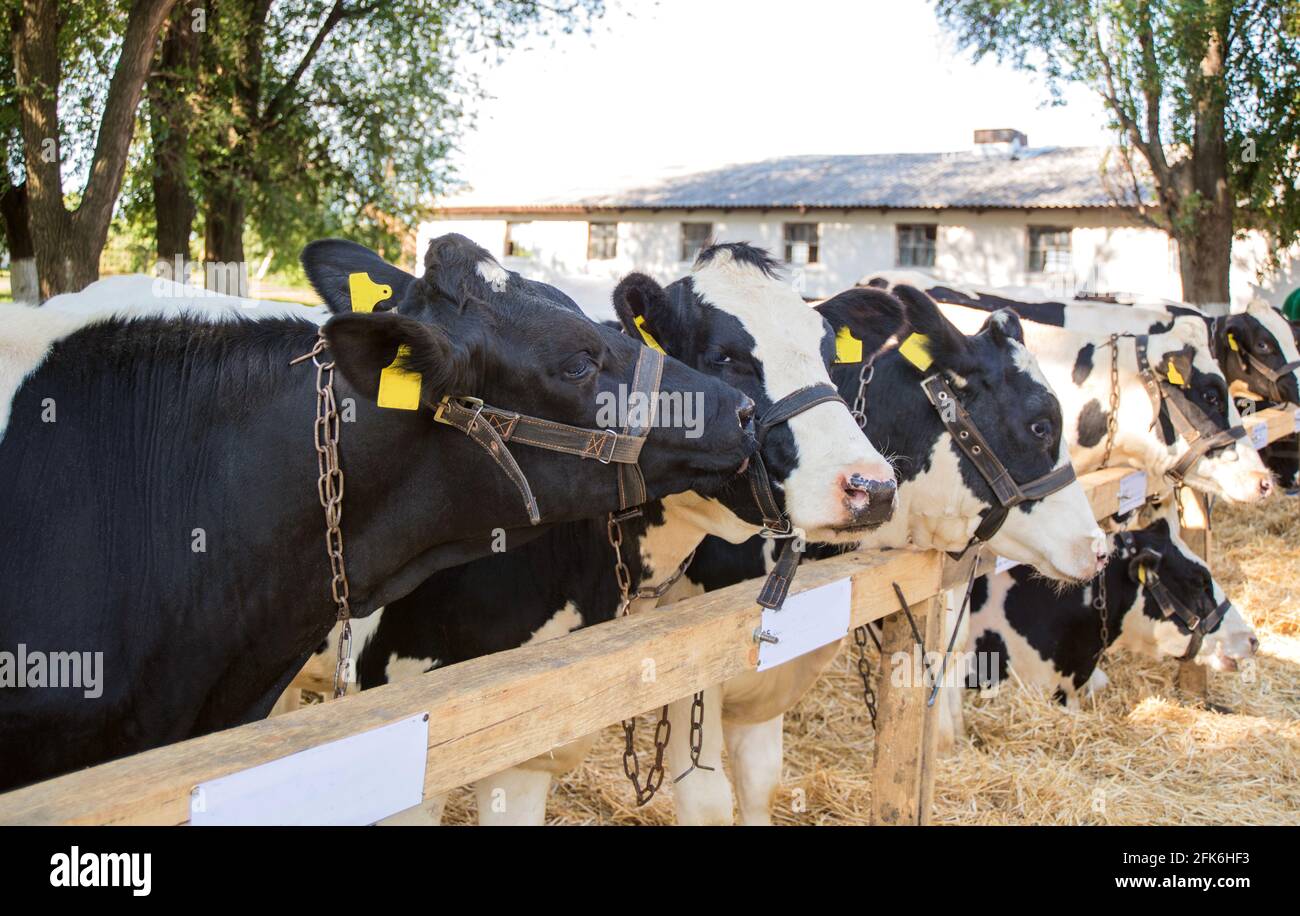 cows in a farm. Dairy cows in a farm Stock Photo - Alamy