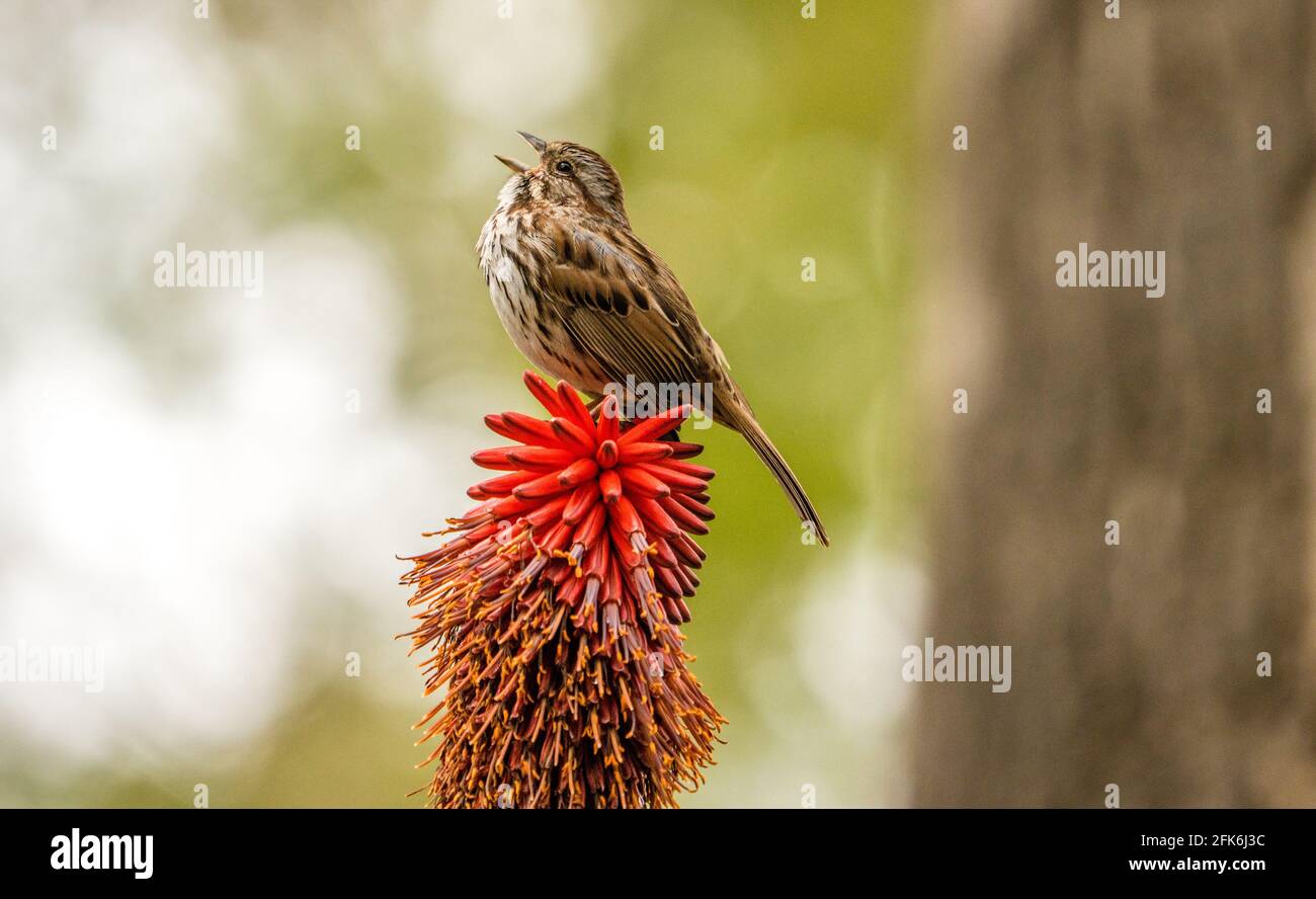 A sparrow sits on a red aloe flower and sings a beautiful song Stock ...