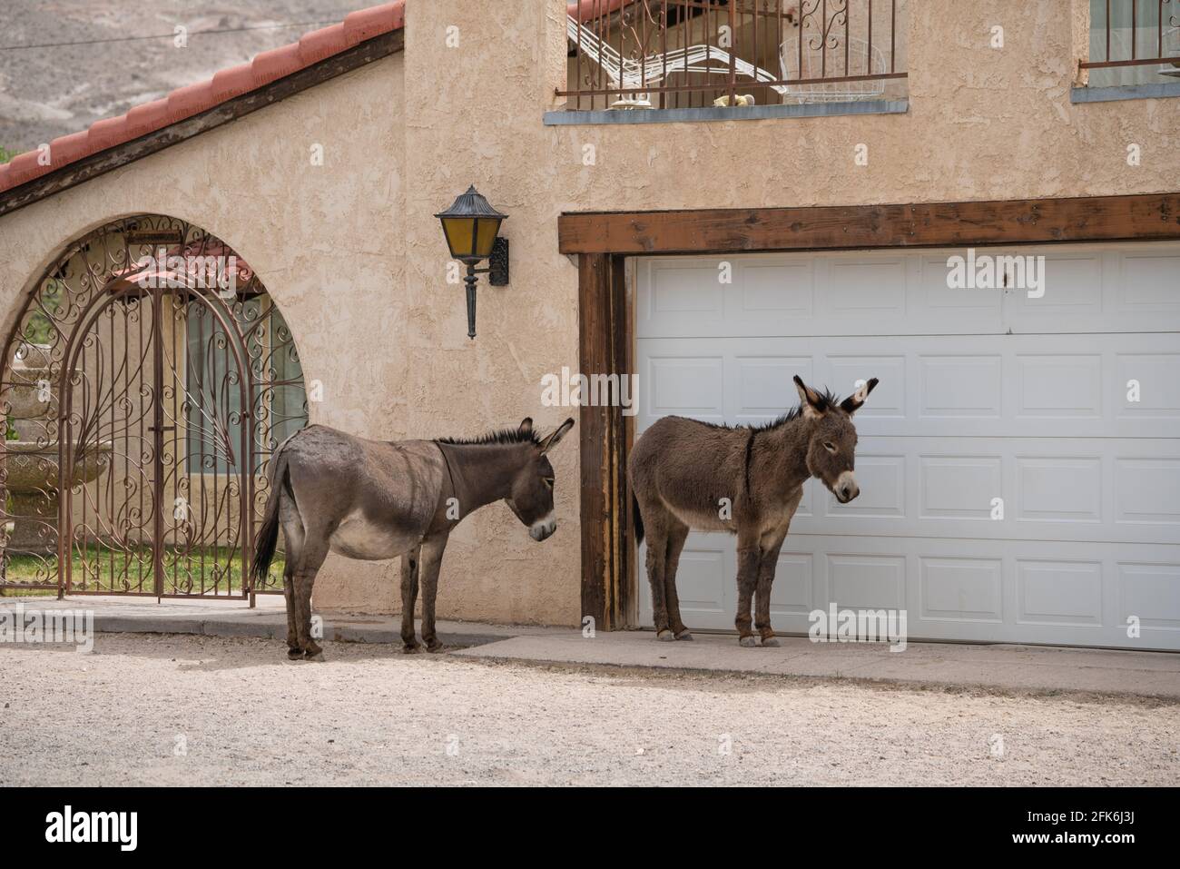 Wild donkeys stand outside a house in Beatty Nevada looking for a hand ...