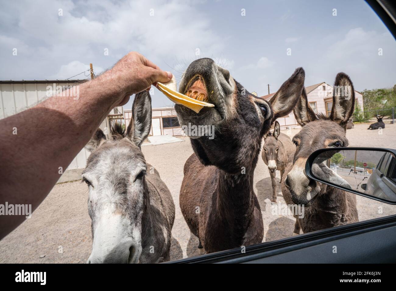 A group of donkeys surround a car looking for food. The photographer ...