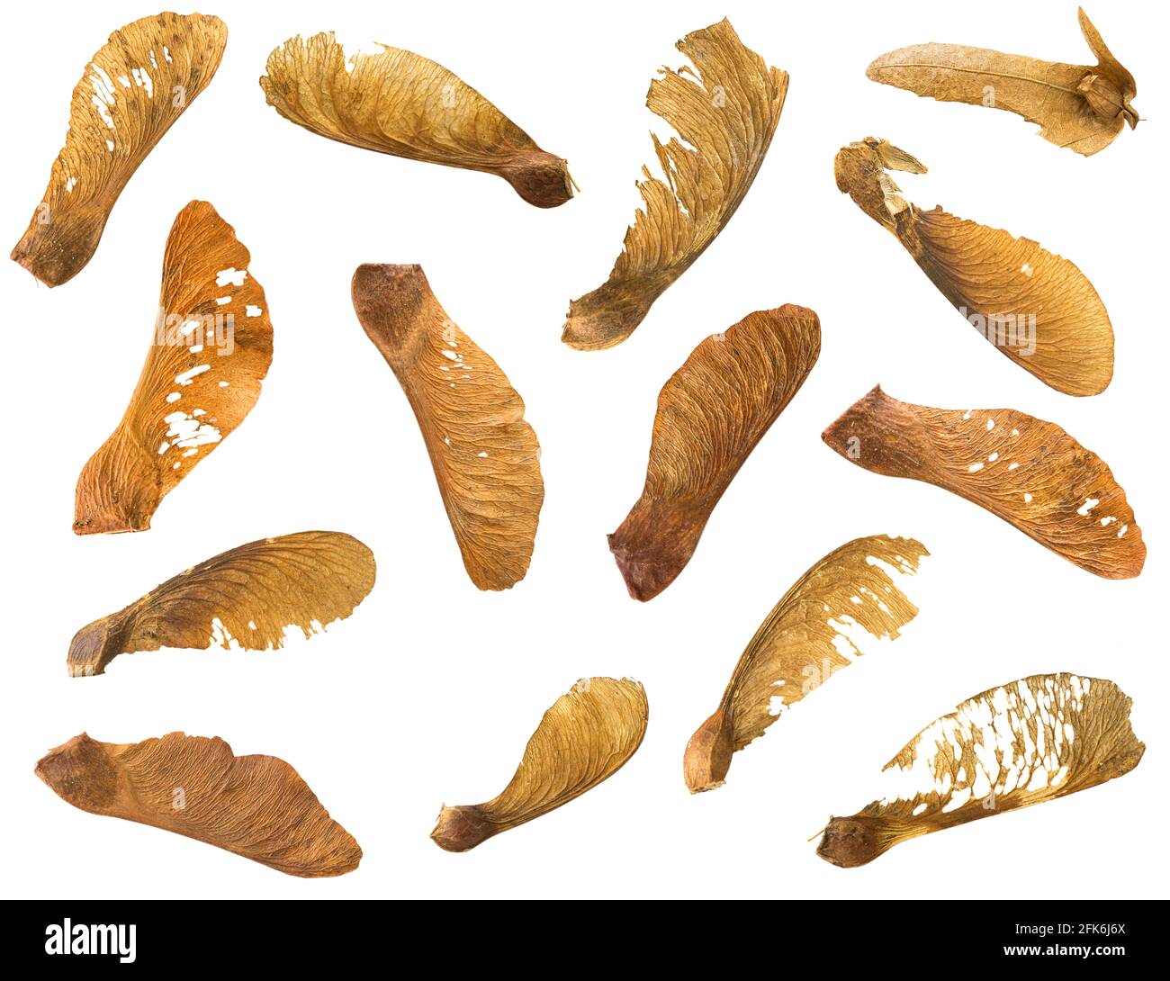 Many dried Sycamore Maple seed with natural fruit pod with wings in ...