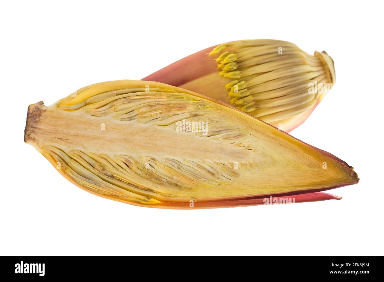 Closeup cross section of fresh raw banana blossom with maroon purplish ...