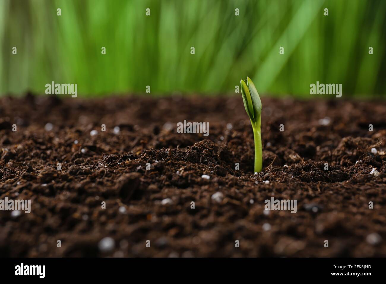 Green seedling growing in soil outdoors Stock Photo - Alamy