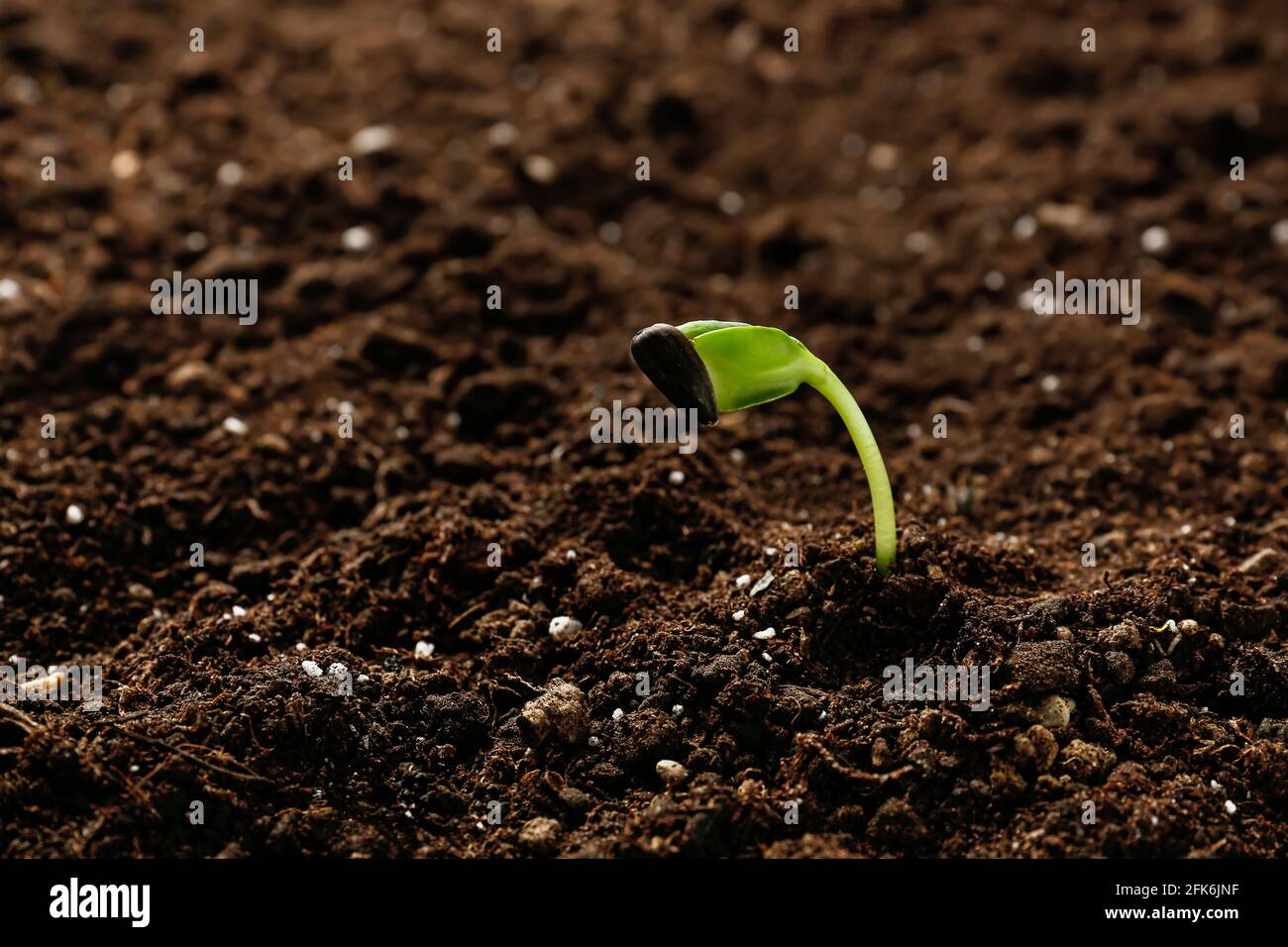 Green seedling growing in soil outdoors Stock Photo - Alamy