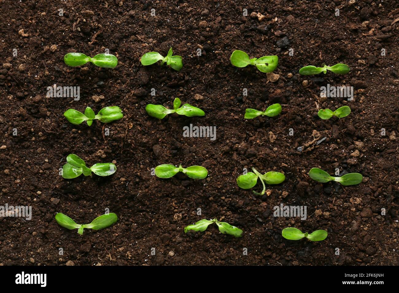 Green seedlings growing in soil outdoors Stock Photo - Alamy