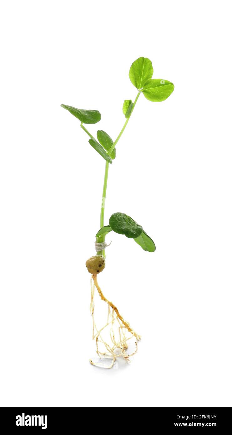 Pea seedling on white background Stock Photo - Alamy