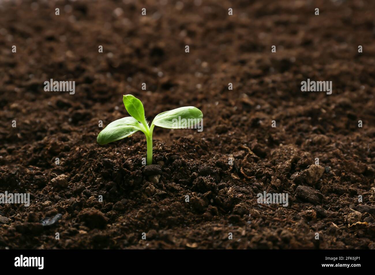 Green seedling growing in soil outdoors Stock Photo - Alamy