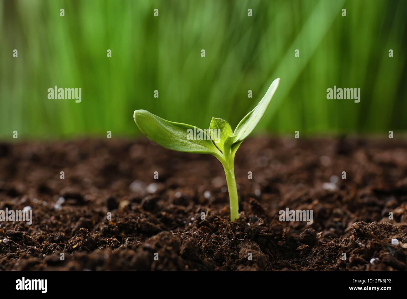 Green seedling growing in soil outdoors Stock Photo - Alamy