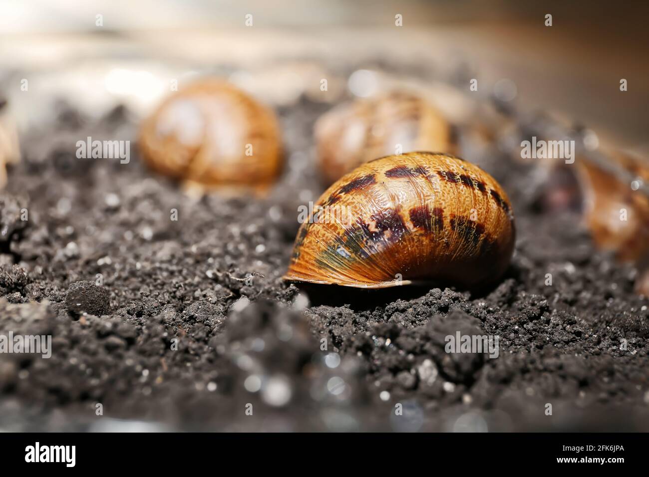 Snail on soil at the farm Stock Photo - Alamy