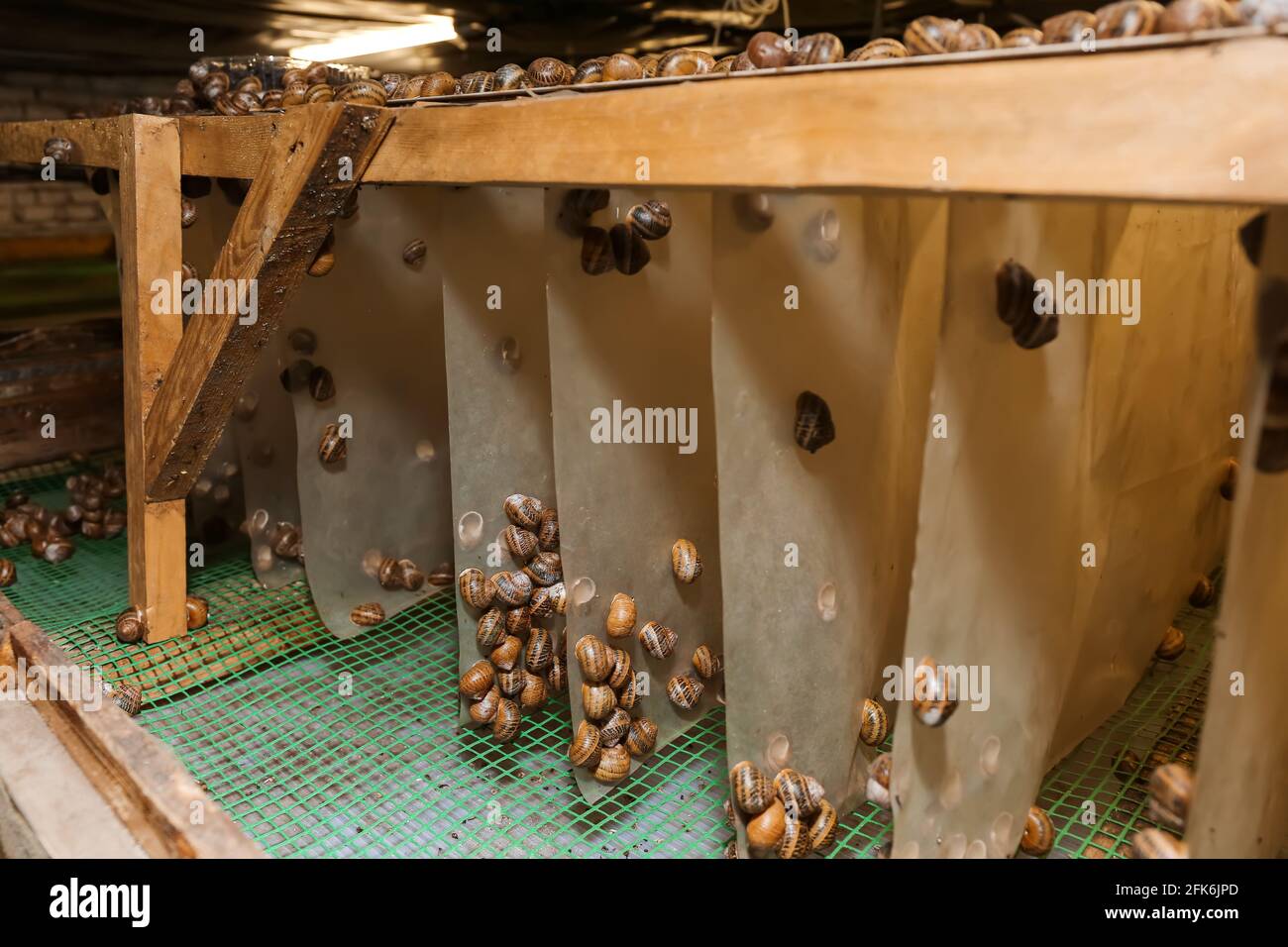 Many snails at the farm Stock Photo - Alamy