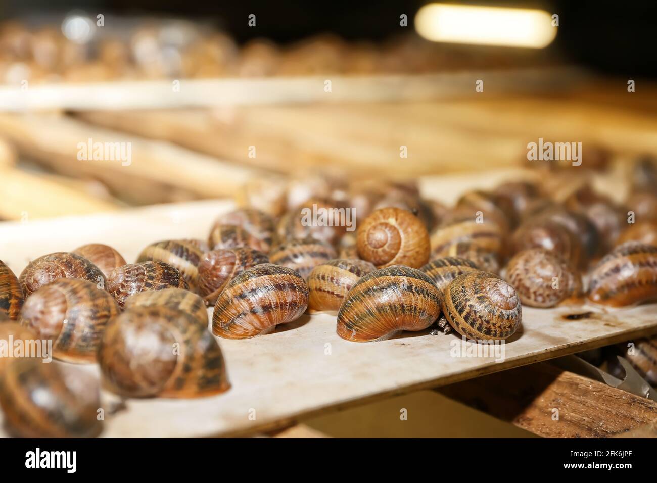 Many snails at the farm Stock Photo - Alamy