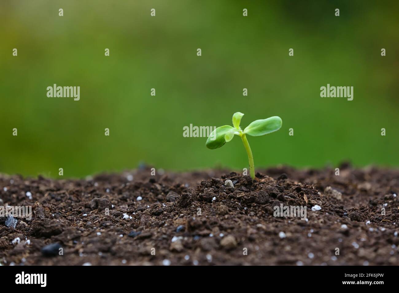 Green seedling growing in soil outdoors Stock Photo - Alamy