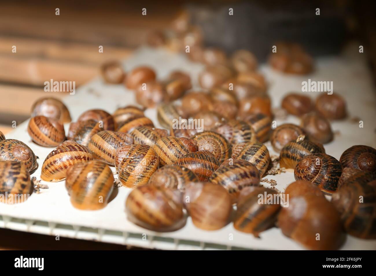 Many snails hi-res stock photography and images - Alamy