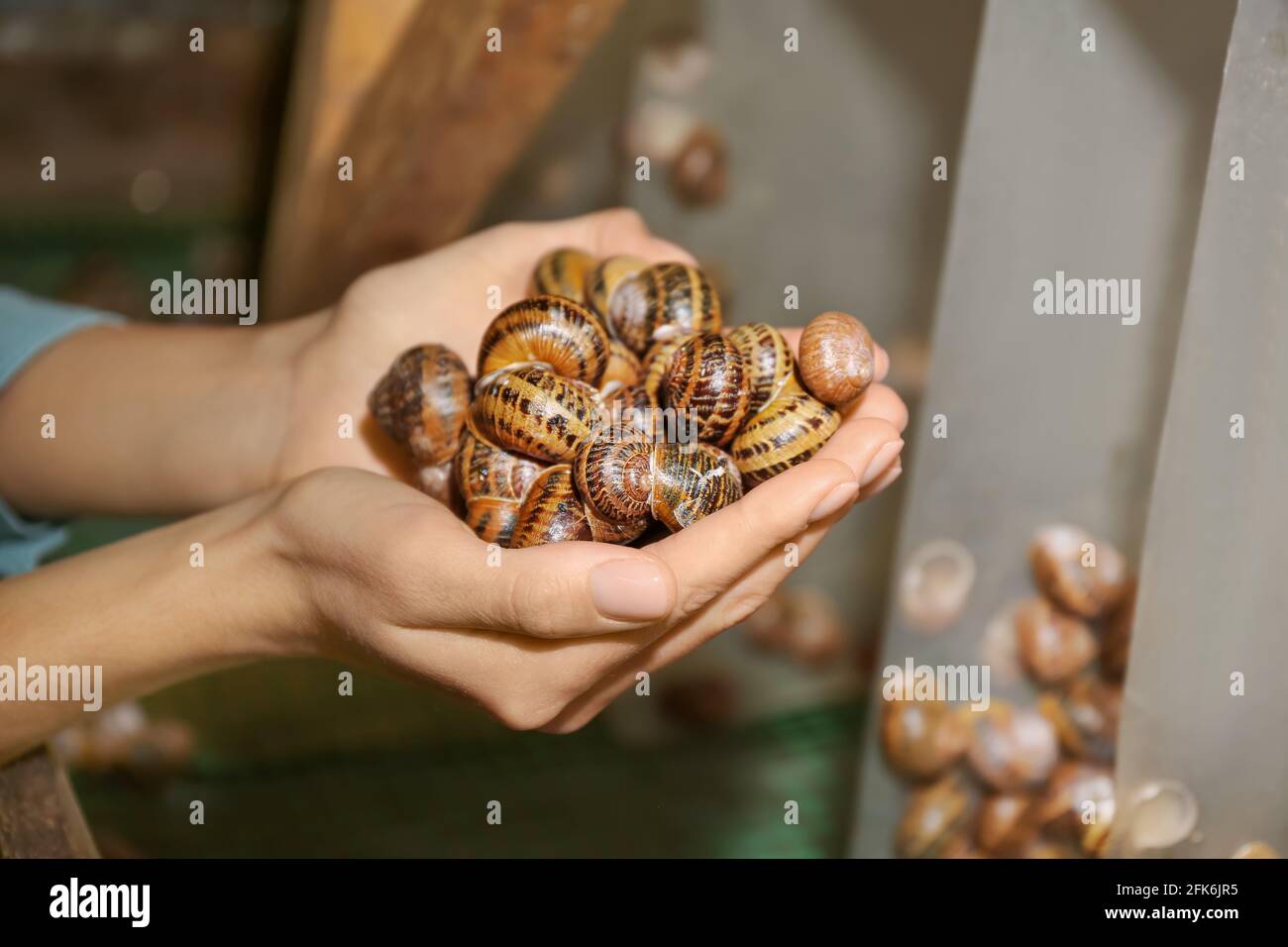 Worker at snail farm, closeup Stock Photo - Alamy