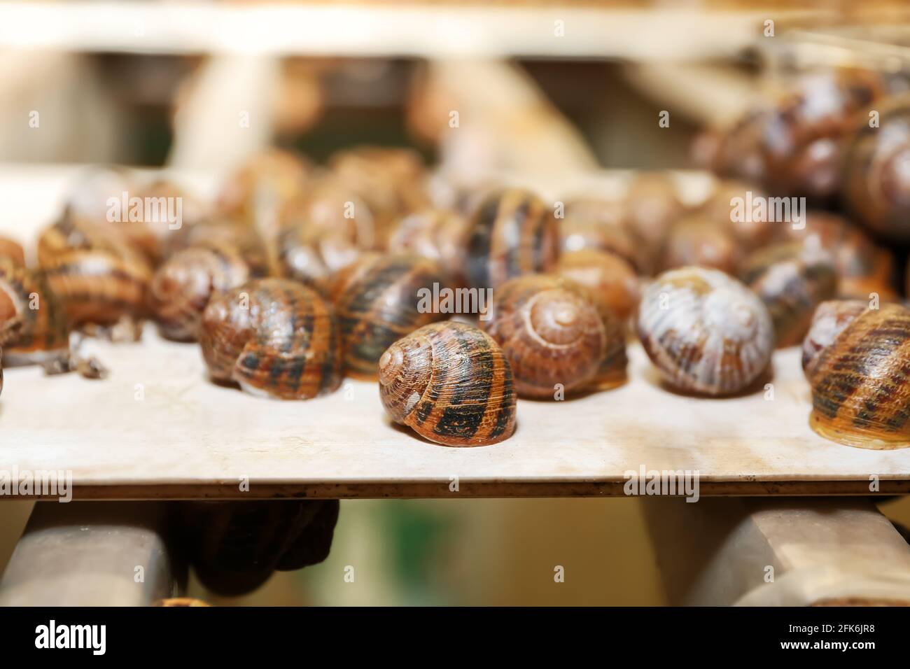 Many snails at the farm Stock Photo - Alamy