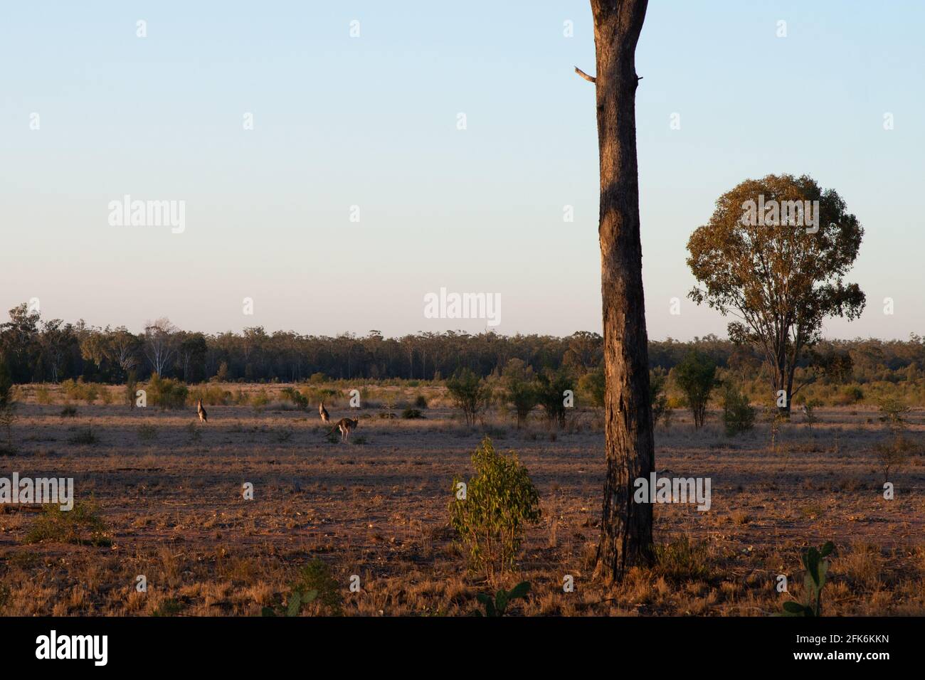 kangaroos in the field Stock Photo - Alamy