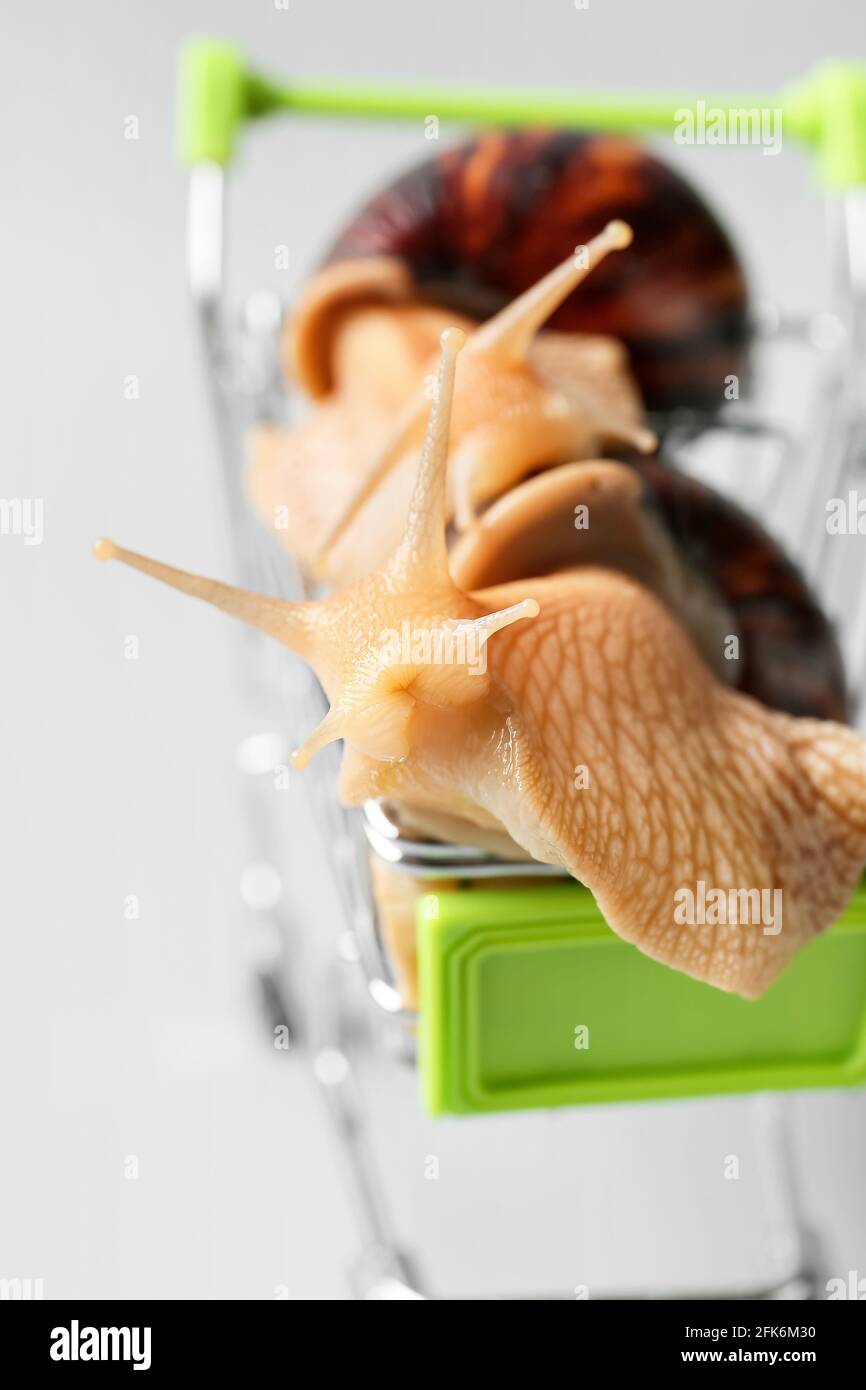 Snails in shopping cart on grey background Stock Photo - Alamy
