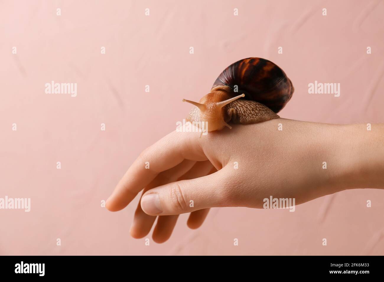 Kalutara snail hi-res stock photography and images - Alamy