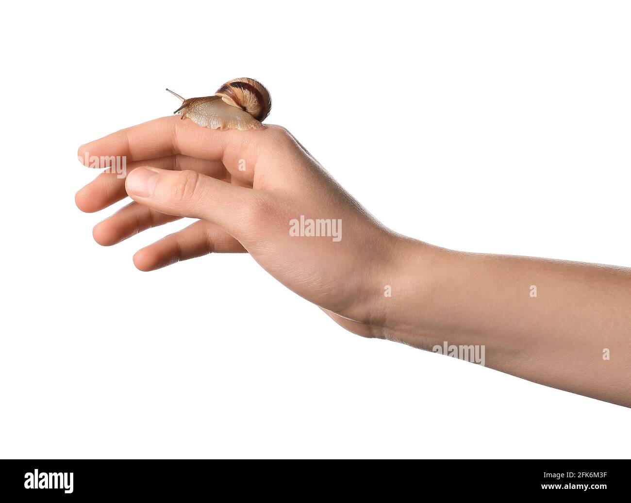 Hand with snail on white background Stock Photo - Alamy