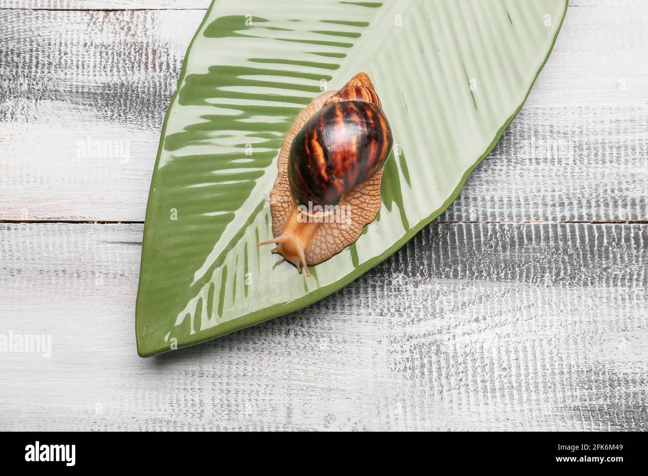 Plate of snail hi-res stock photography and images - Alamy