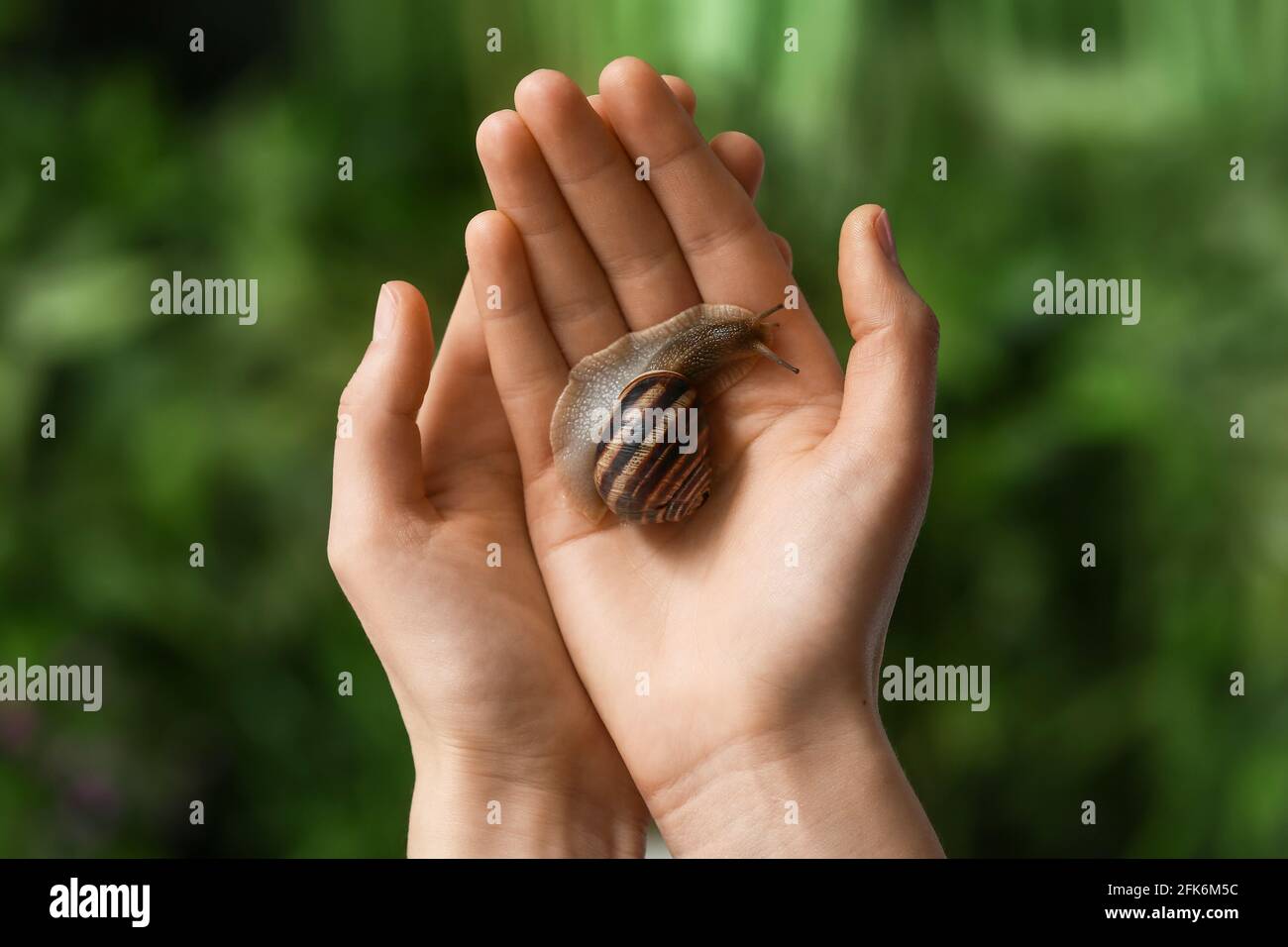 Hands with snail hi-res stock photography and images - Alamy