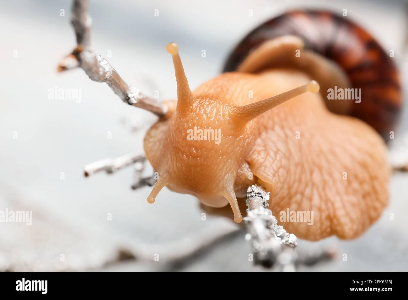 Giant Achatina snail on tree branch Stock Photo - Alamy