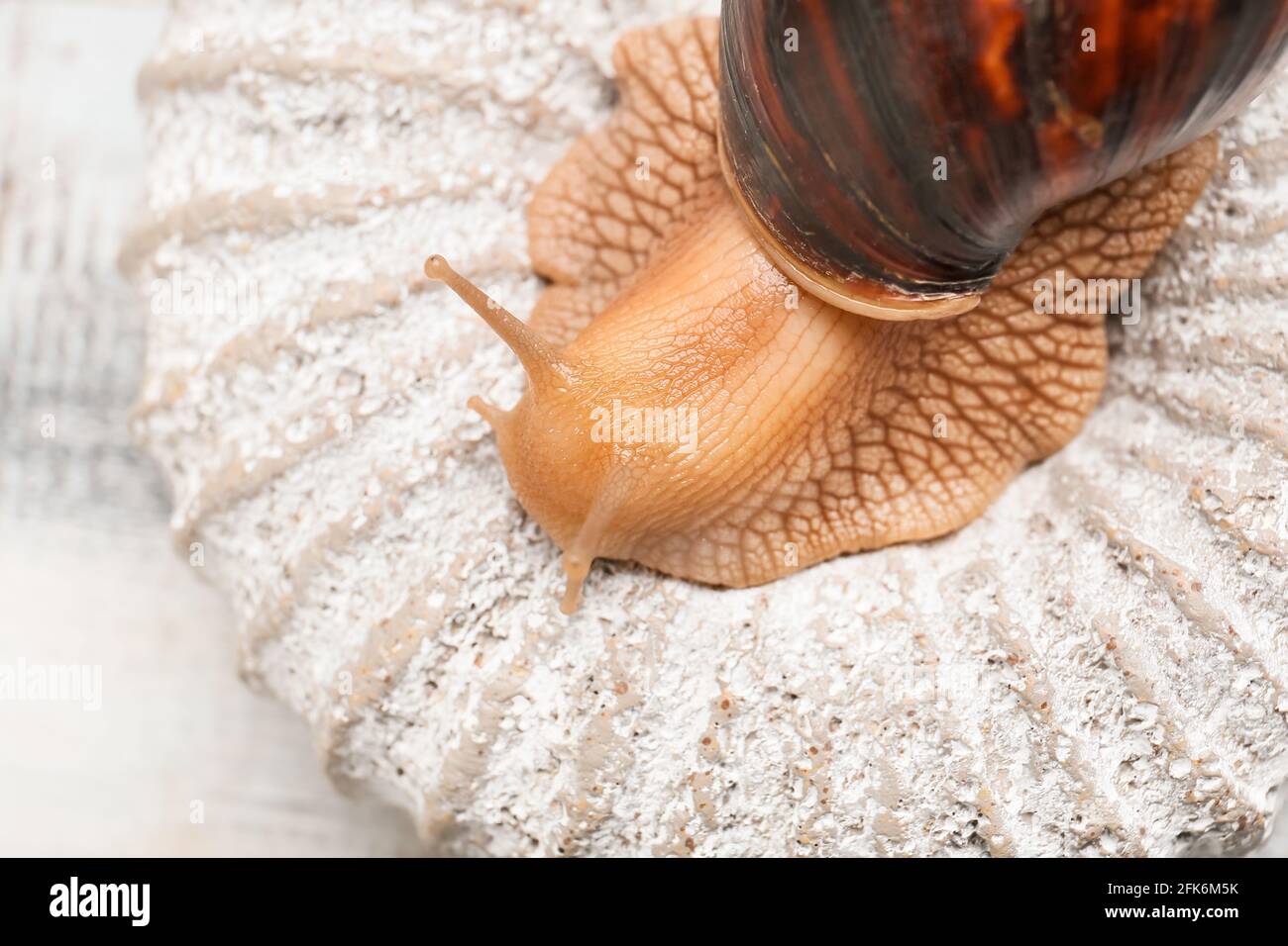 View of Giant Achatina snail, closeup Stock Photo - Alamy