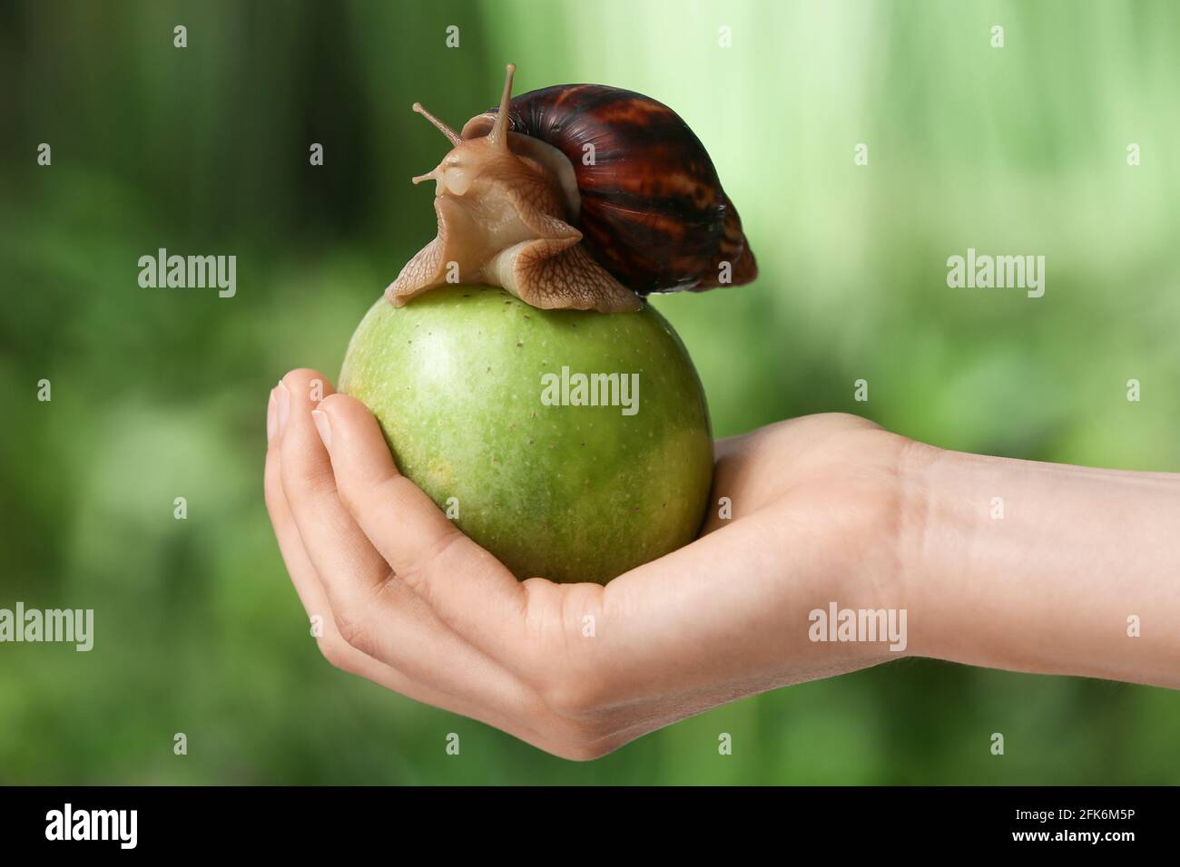 Giant apple snail hi-res stock photography and images - Alamy