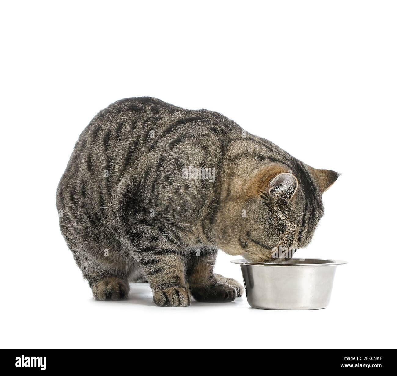Cute Exotic Shorthair cat eating food from bowl on white background ...