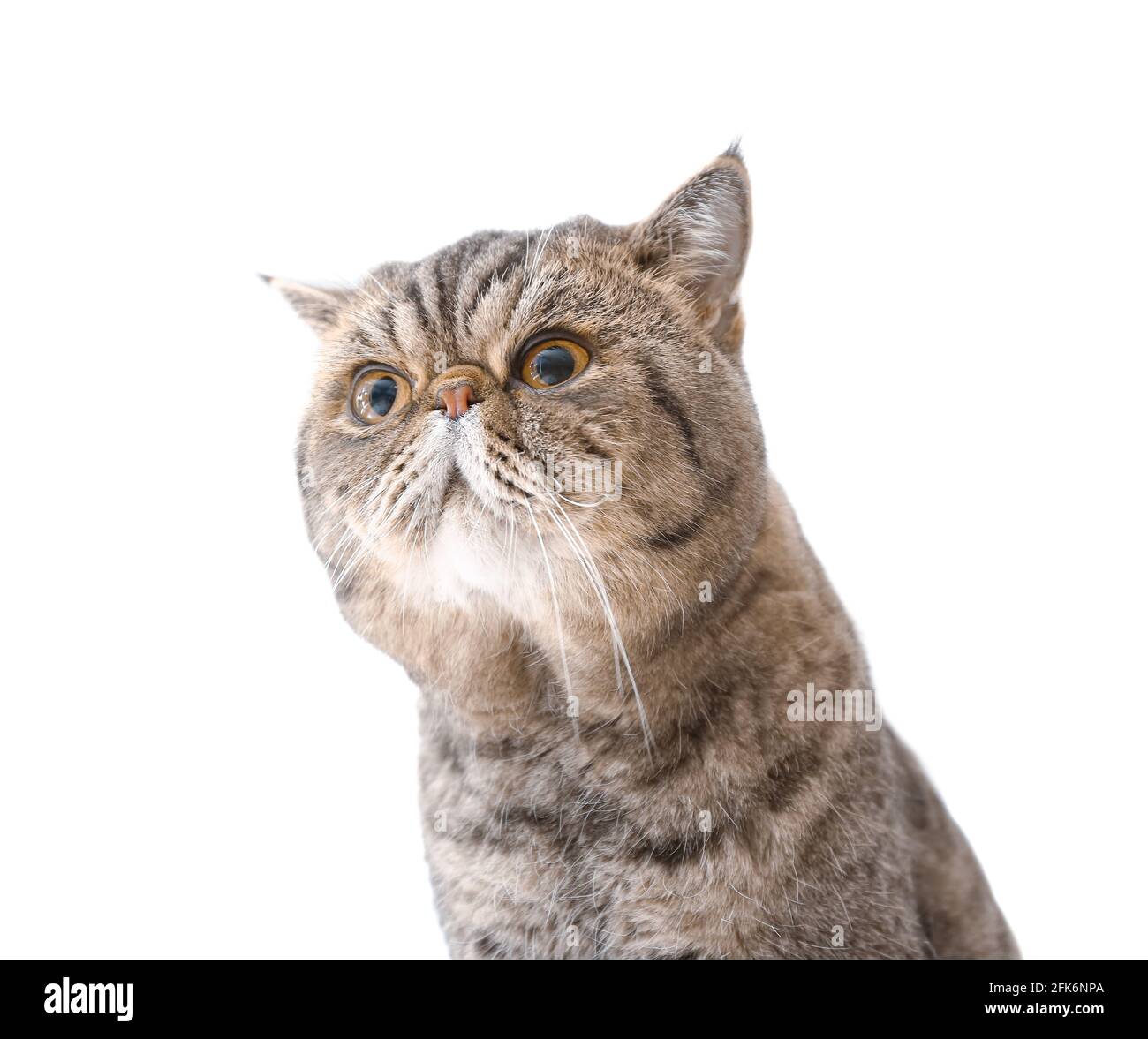 Cute Exotic Shorthair cat on white background Stock Photo - Alamy